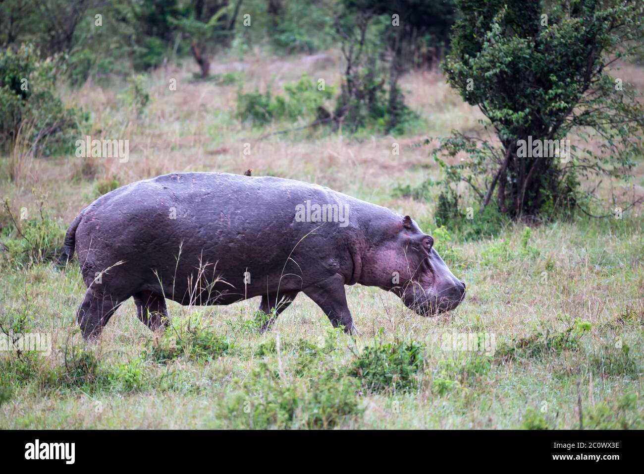 One hippo in the savannah of Kenya Stock Photo - Alamy