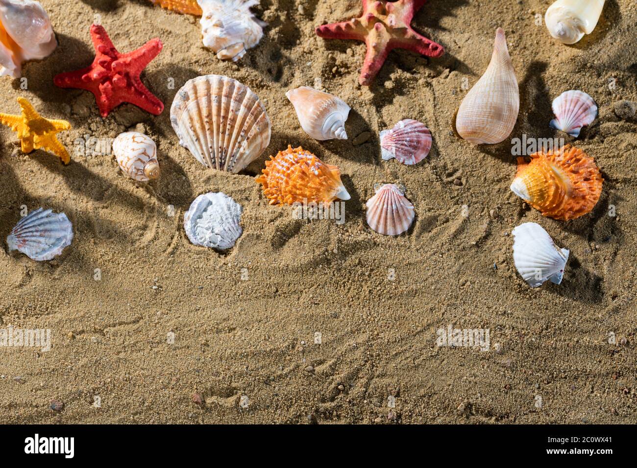Limestone shells of snails. Abandoned shells lie on the beach. Sandy ...