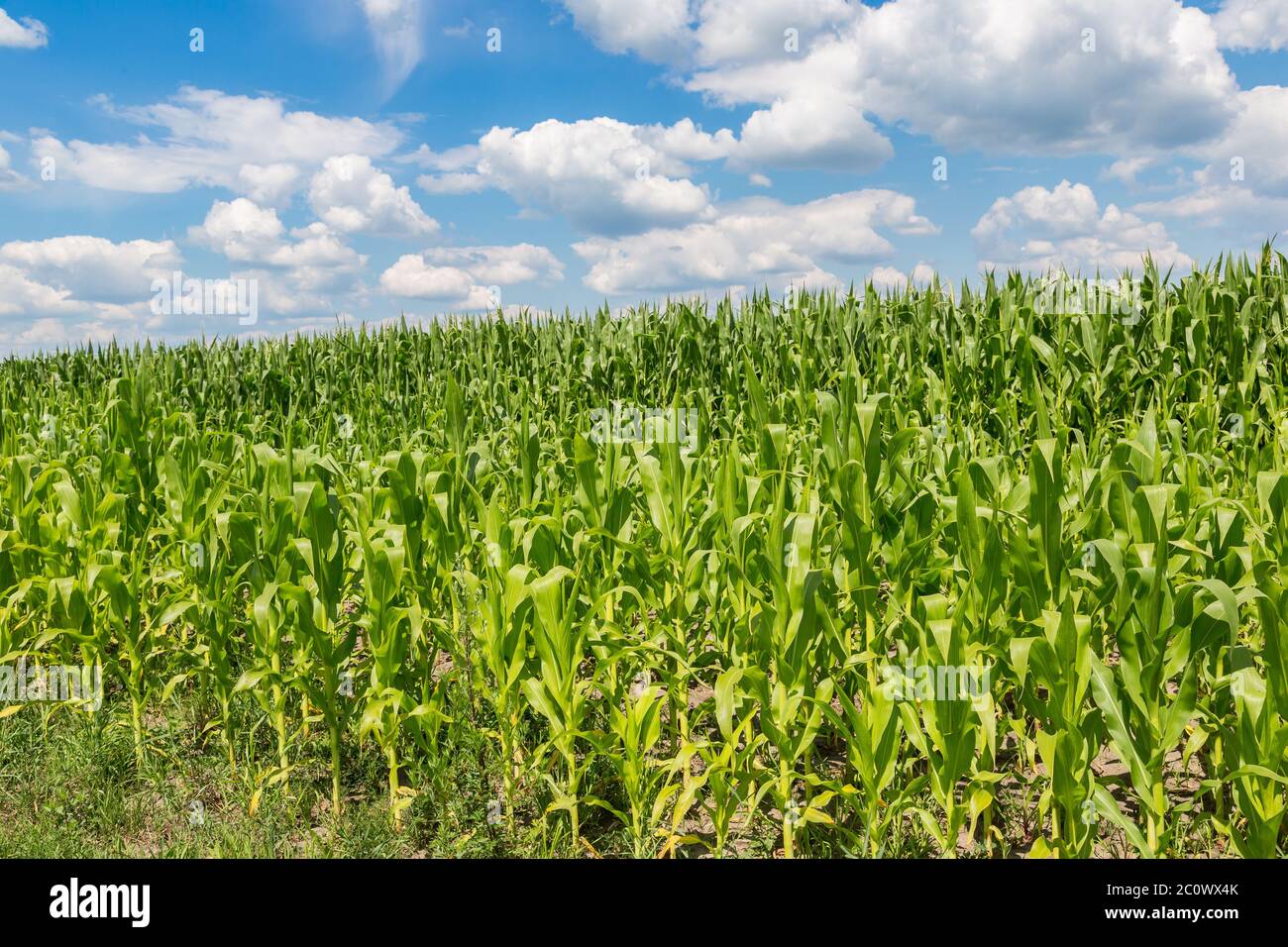 Green corn field Stock Photo - Alamy
