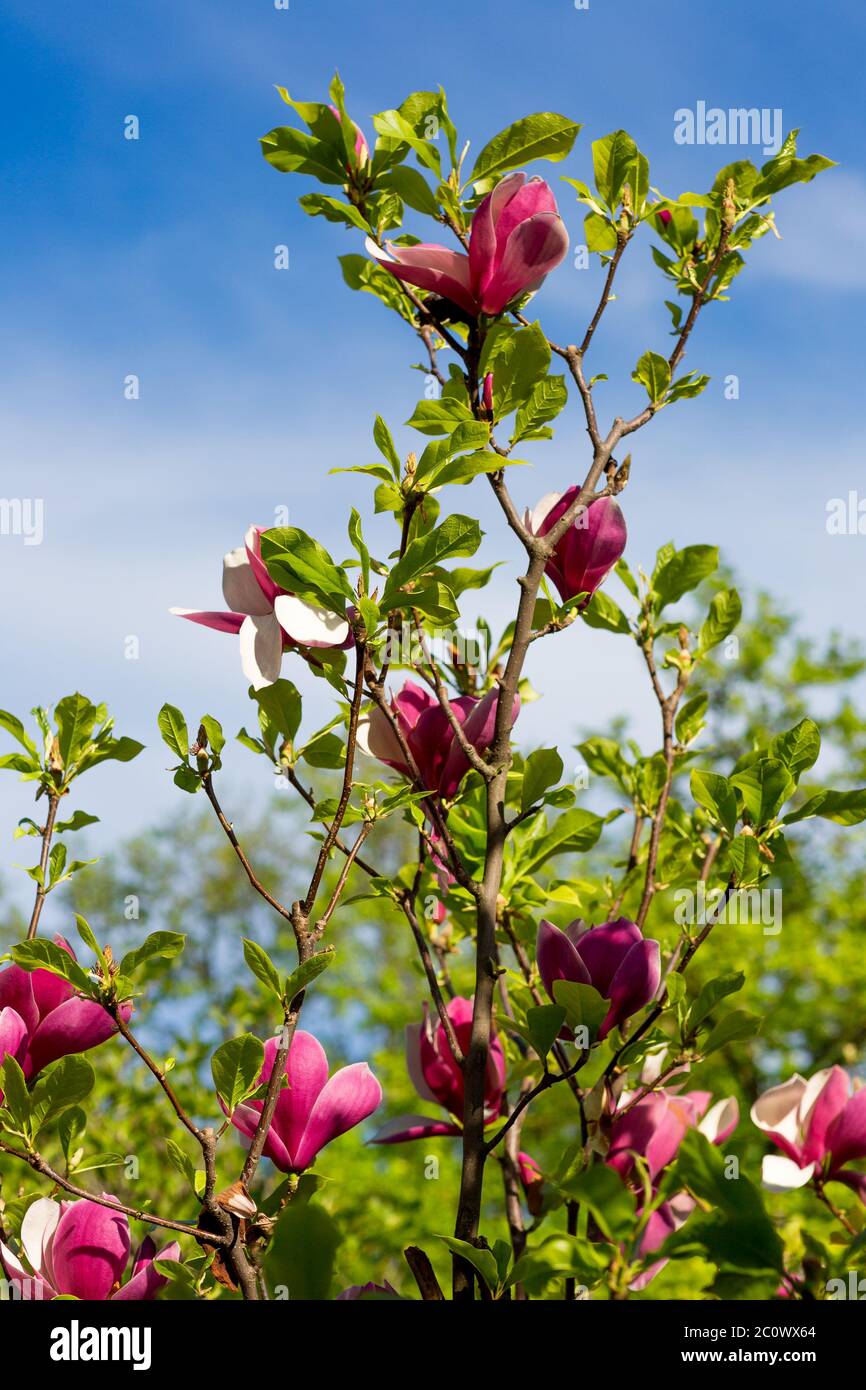 Magnolia tree in summer magnolia hi-res stock photography and images ...