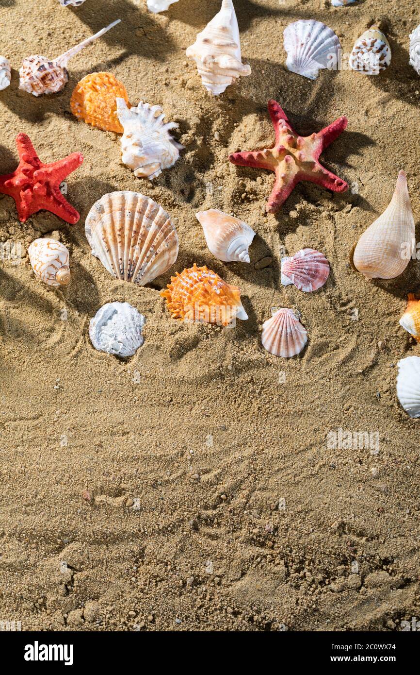 Limestone shells of snails. Abandoned shells lie on the beach. Sandy ...