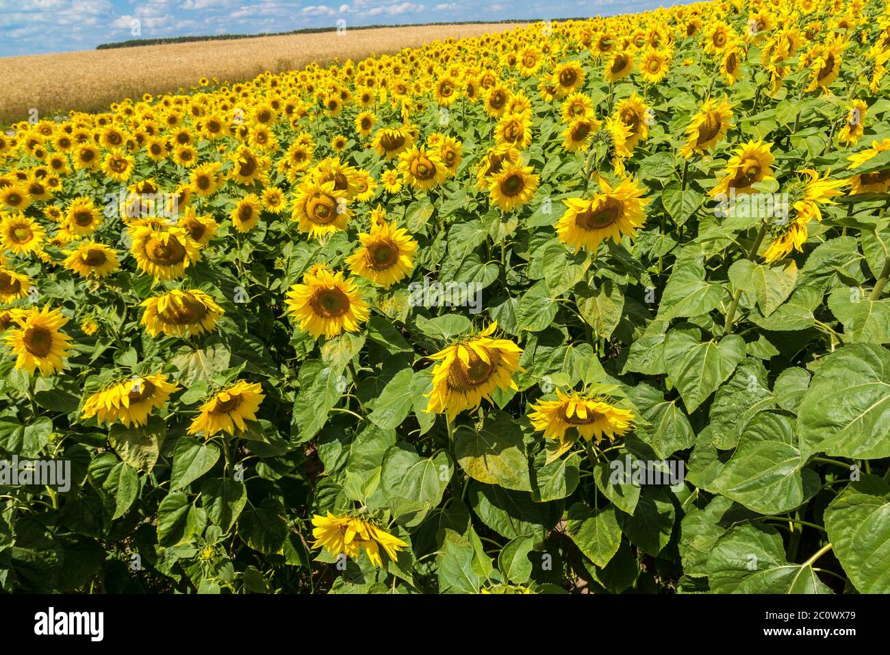 sun flowers field in Ukraine sunflowers Stock Photo - Alamy