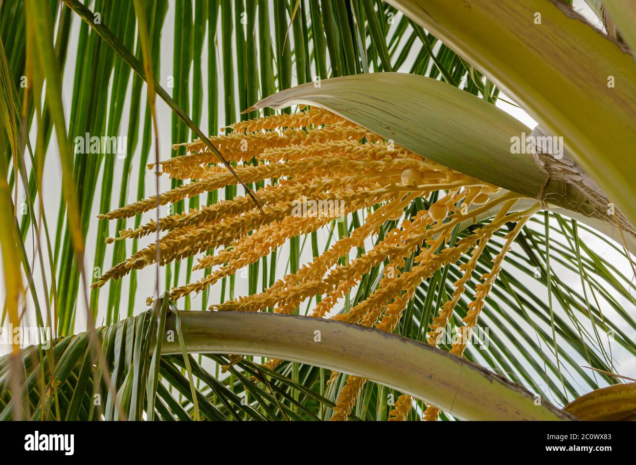 Cocos nucifera flowers hi-res stock photography and images - Alamy