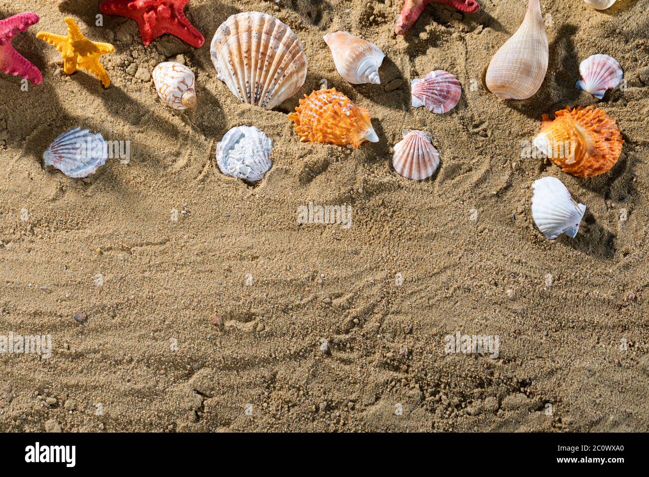 Limestone shells of snails. Abandoned shells lie on the beach. Sandy ...