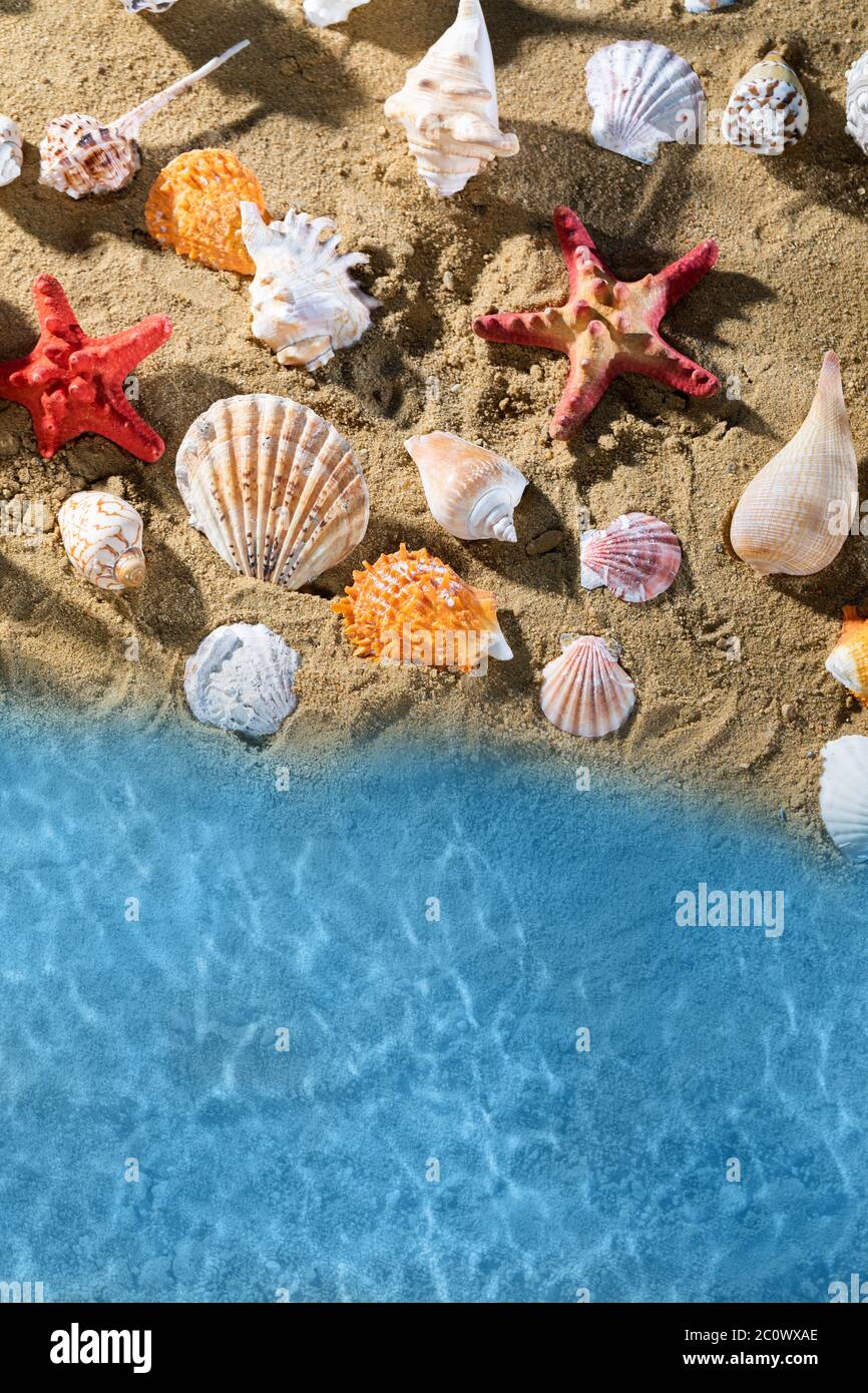 Warm water sea snail hi-res stock photography and images - Alamy
