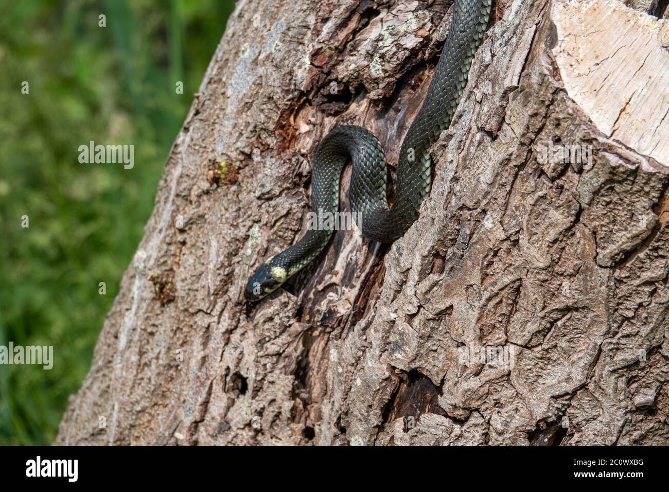 Limbless tree trunk hi-res stock photography and images - Alamy