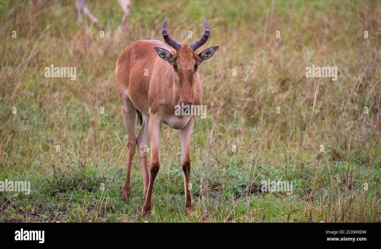 A Topi antelope in the grassland of Kenya's savannah Stock Photo - Alamy