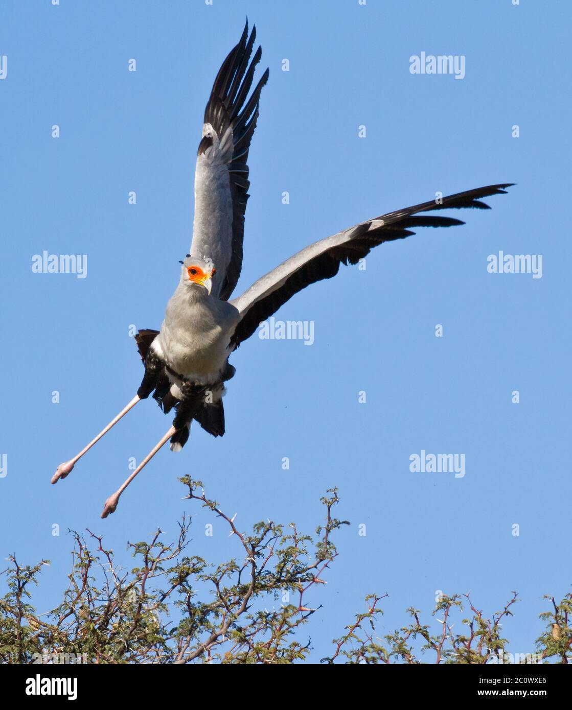 secretary bird kalahari, kgalagadi Stock Photo - Alamy