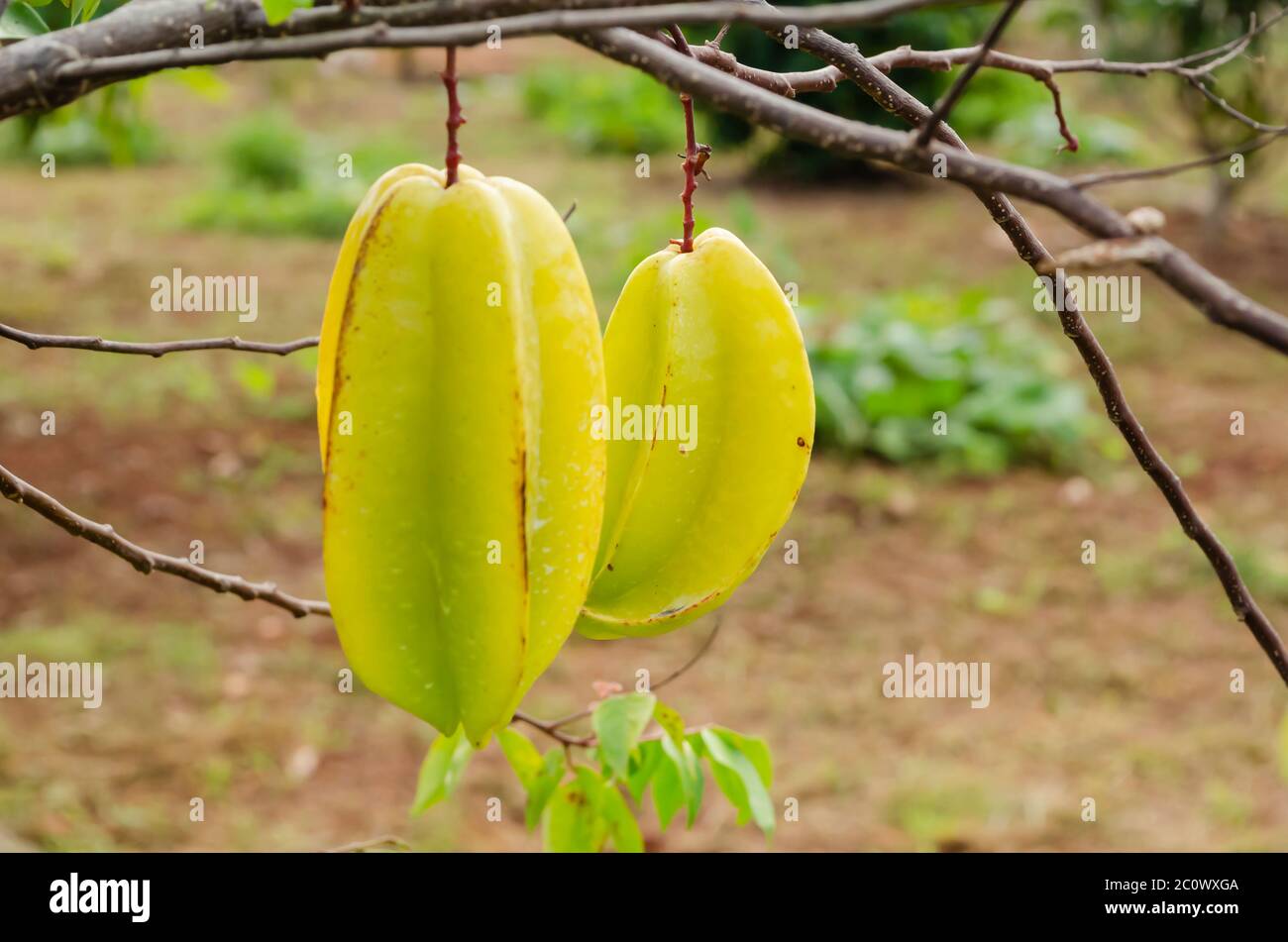 Five corner fruit hi-res stock photography and images - Alamy