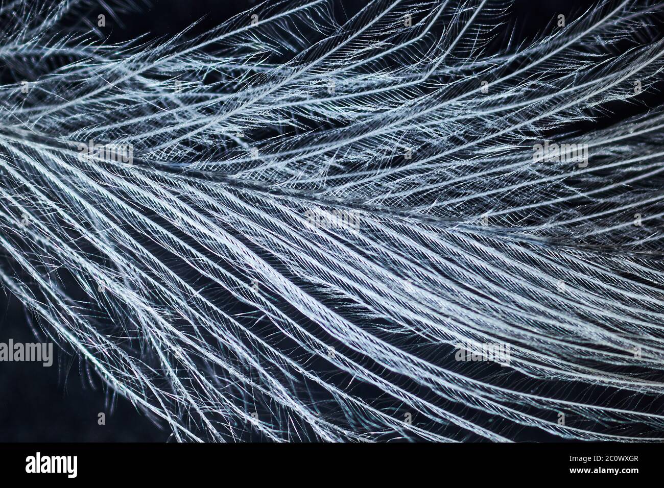 White feather of a bird under a microscope on a black background Stock ...