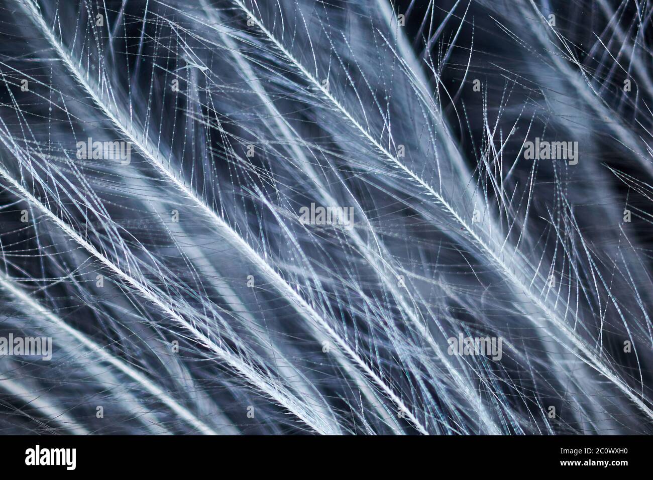White feather of a bird under a microscope on a black background Stock ...
