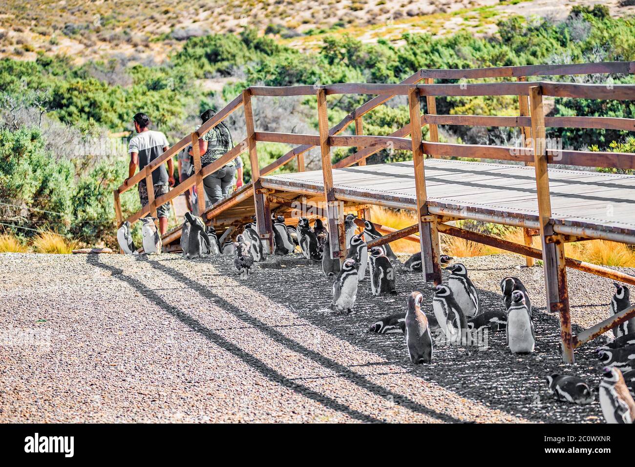 Rookery of Magellanic penguins at Punta Tombo shore of near Peninsula ...