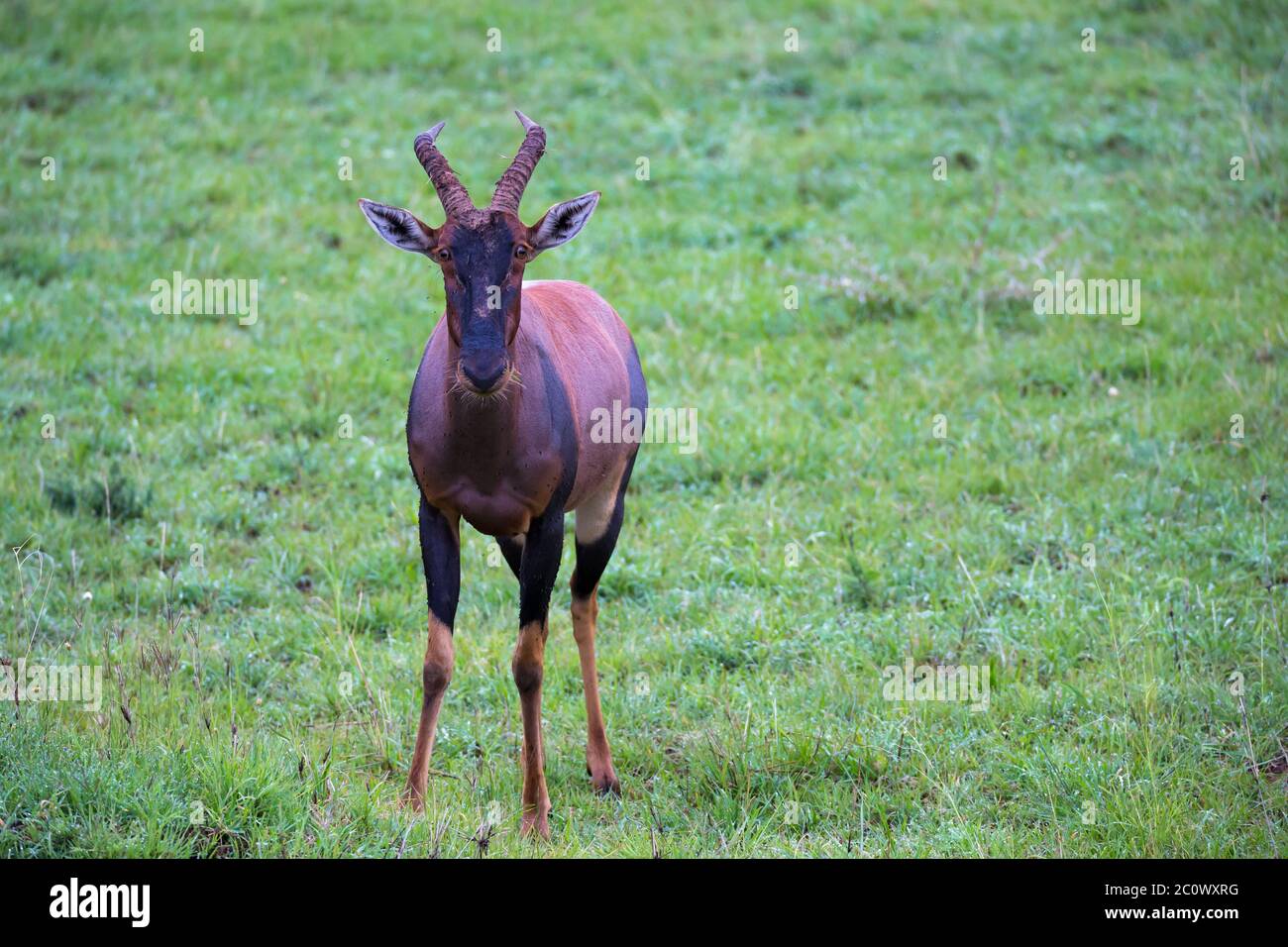 A Topi antelope in the grassland of Kenya's savannah Stock Photo - Alamy