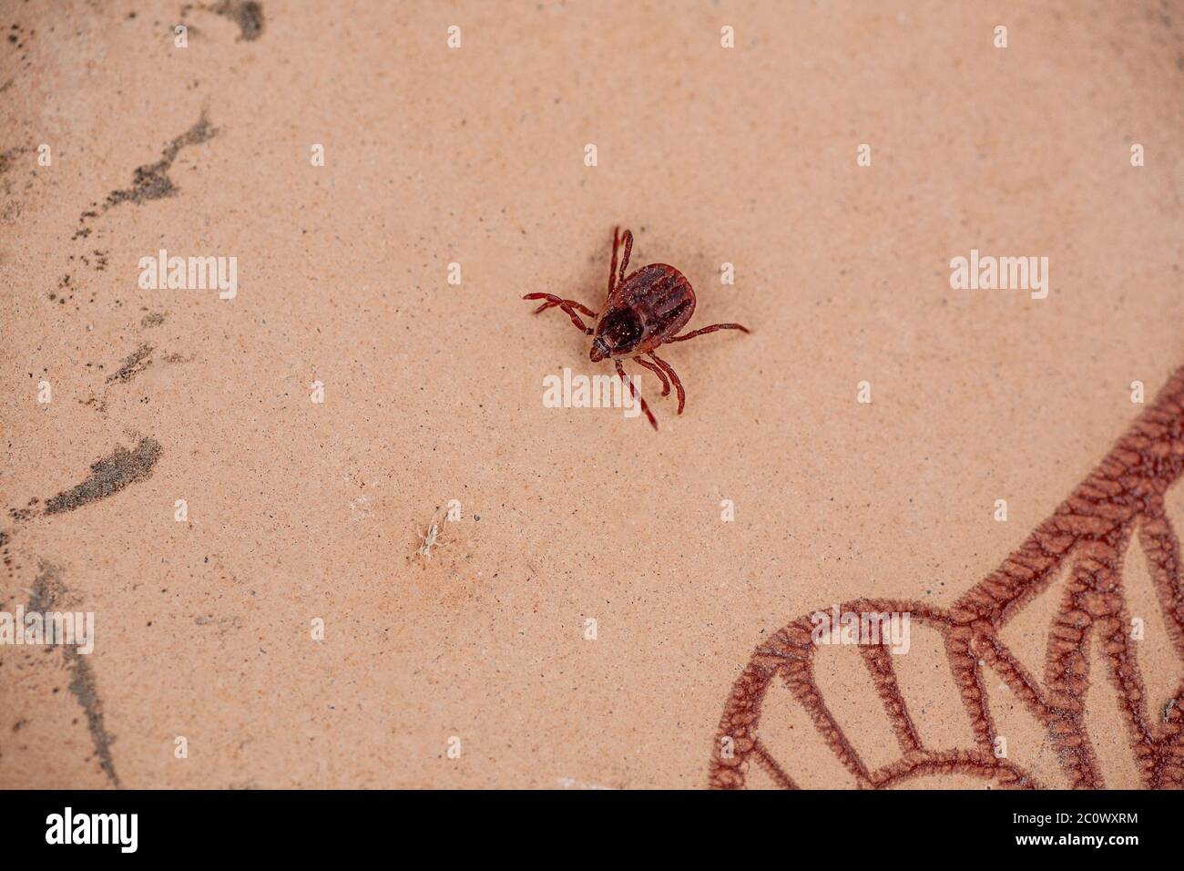 A true ixodid mite blood sucking parasite carrying the acarid disease ...