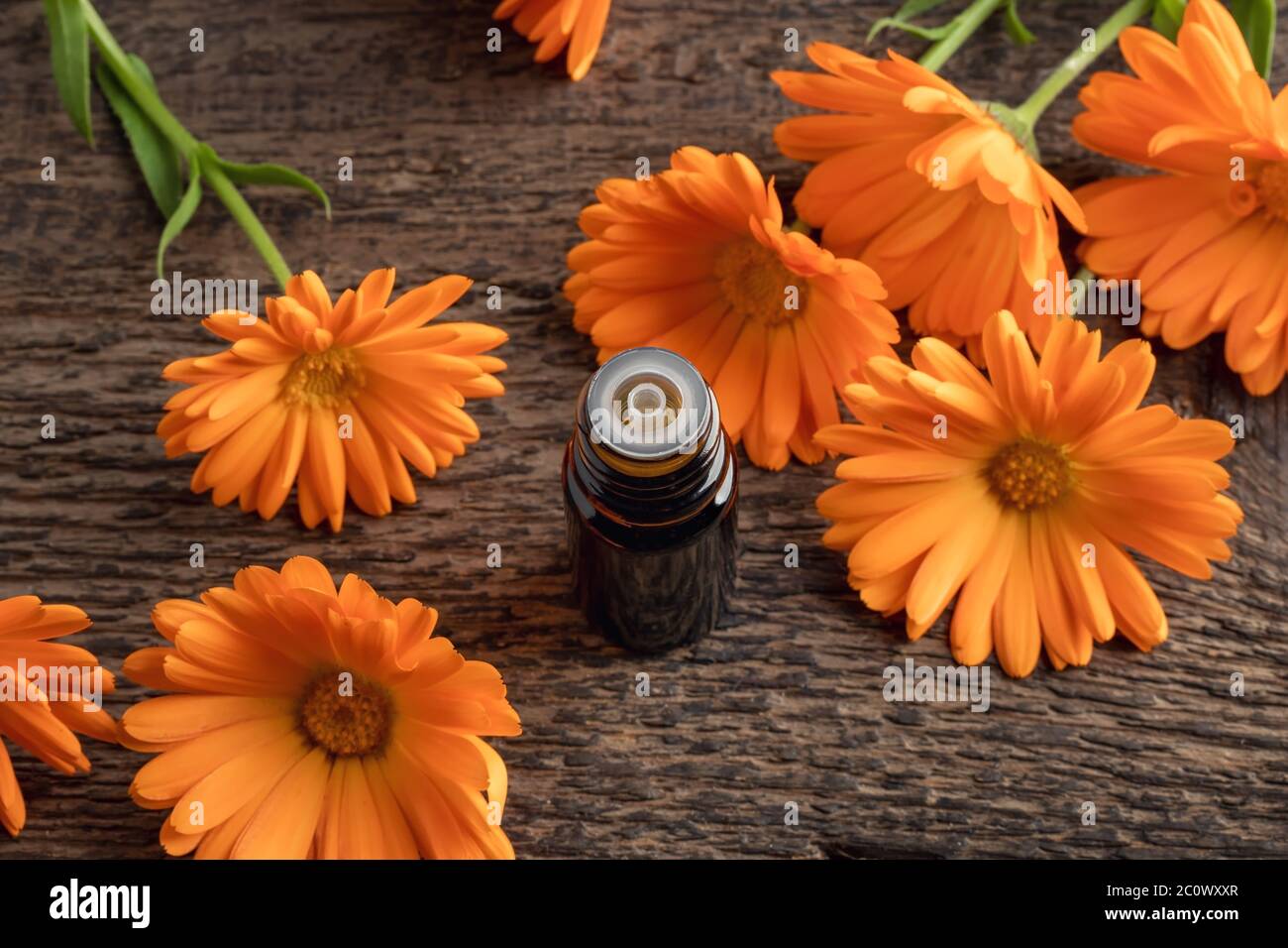 Calendula plant hi-res stock photography and images - Alamy