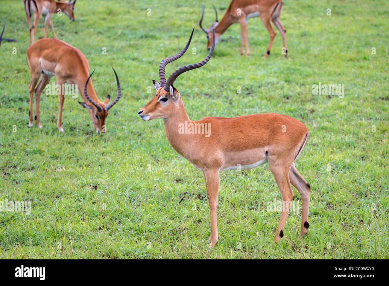 An Impala family on a grass landscape in the Kenyan savannah Stock ...