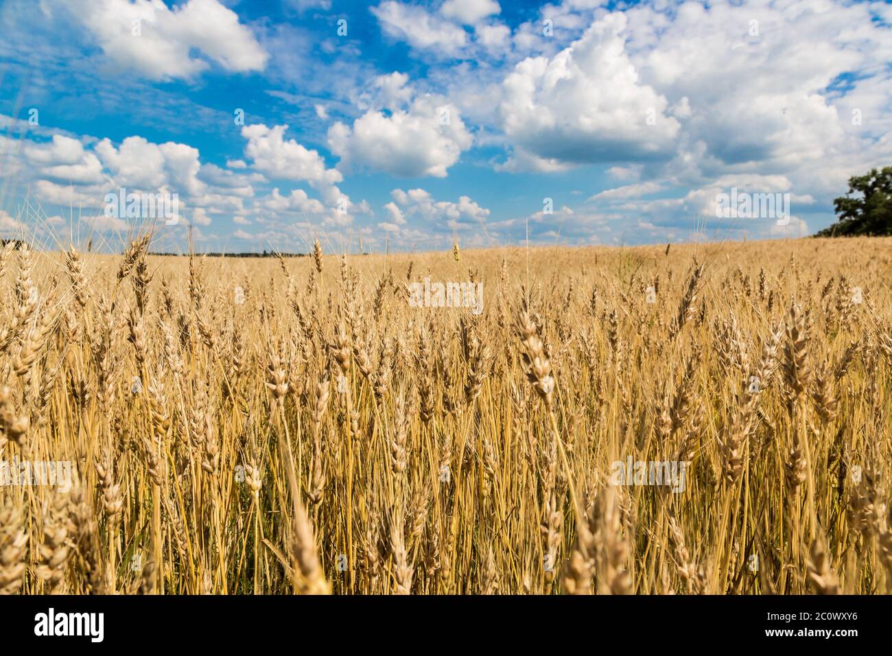A wheat field, fresh crop of wheat Stock Photo - Alamy