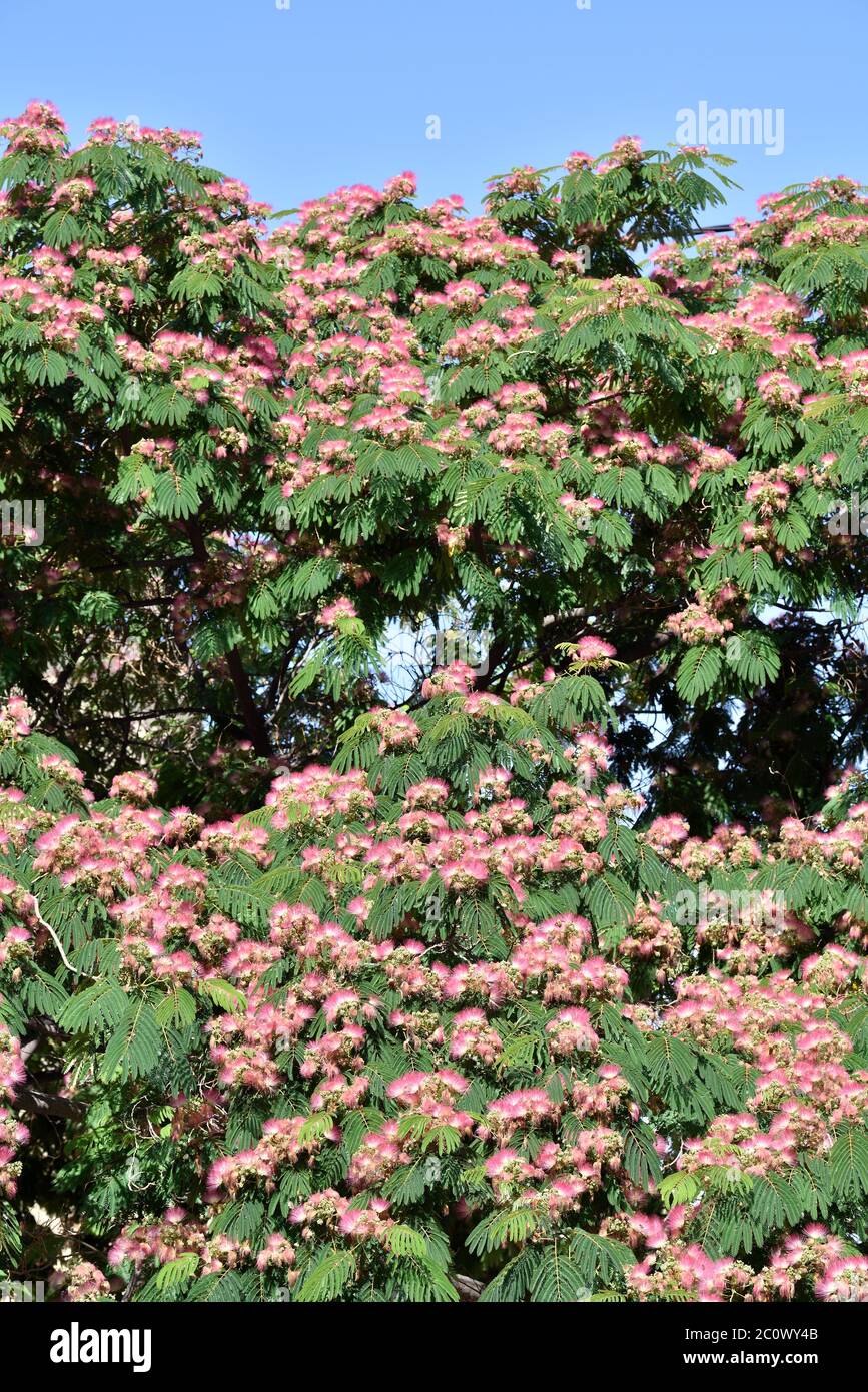 Persian silk tree in Anafiotika area of Plaka, Athens, Greece Stock ...