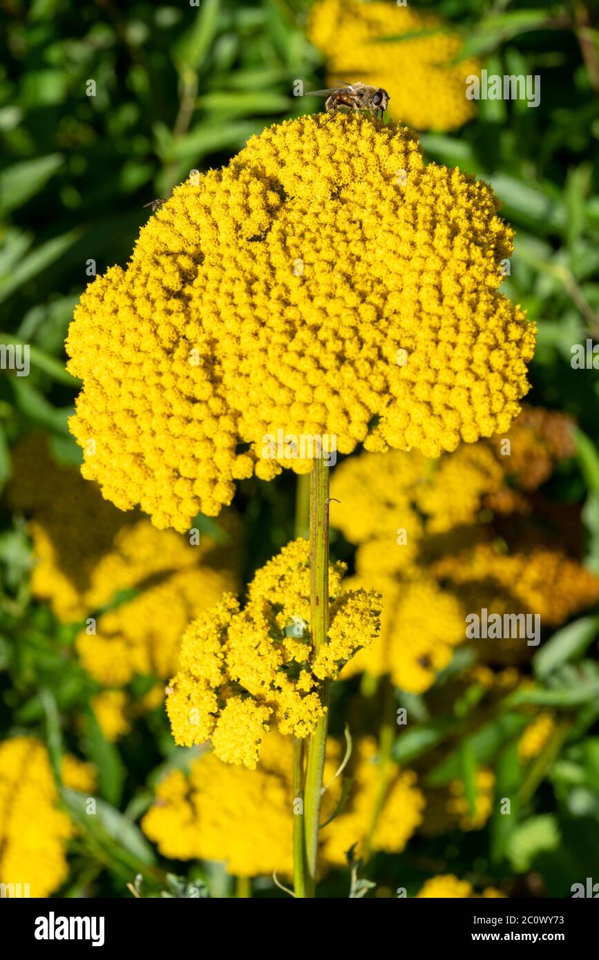 Ornamental yarrow hi-res stock photography and images - Alamy