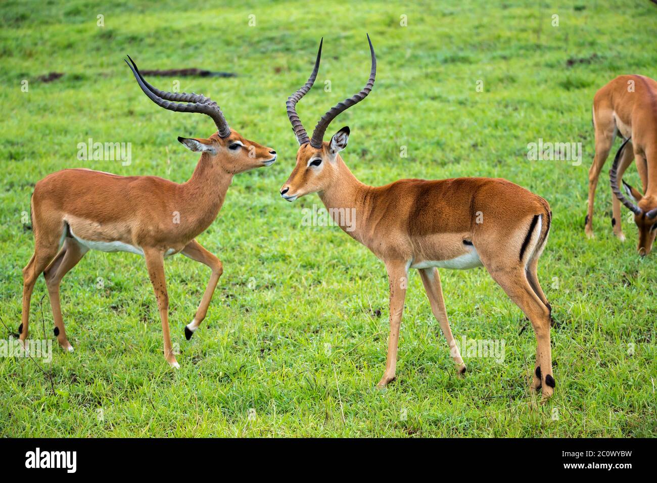 An Impala family on a grass landscape in the Kenyan savannah Stock ...