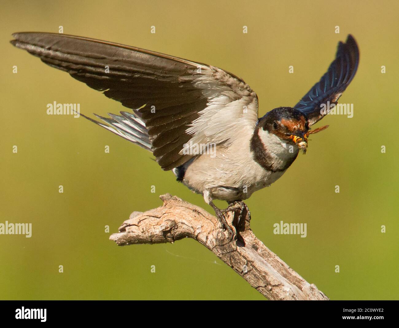 bird with food, insect Stock Photo - Alamy