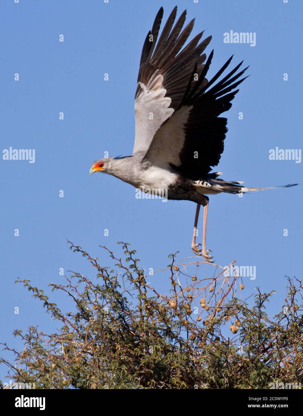 secretary bird kalahari, kgalagadi Stock Photo - Alamy