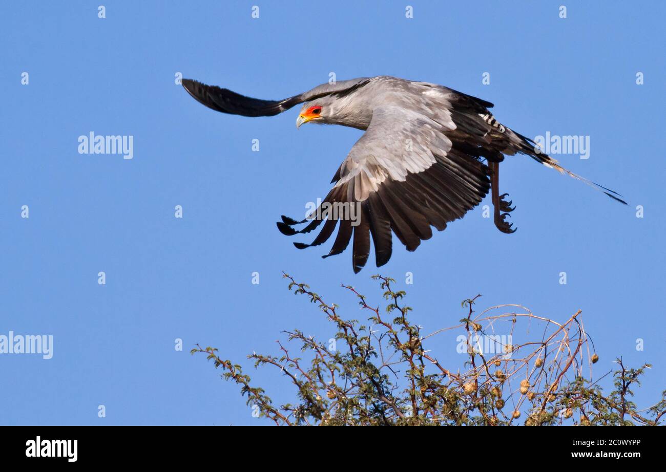 secretary bird kalahari, kgalagadi Stock Photo - Alamy