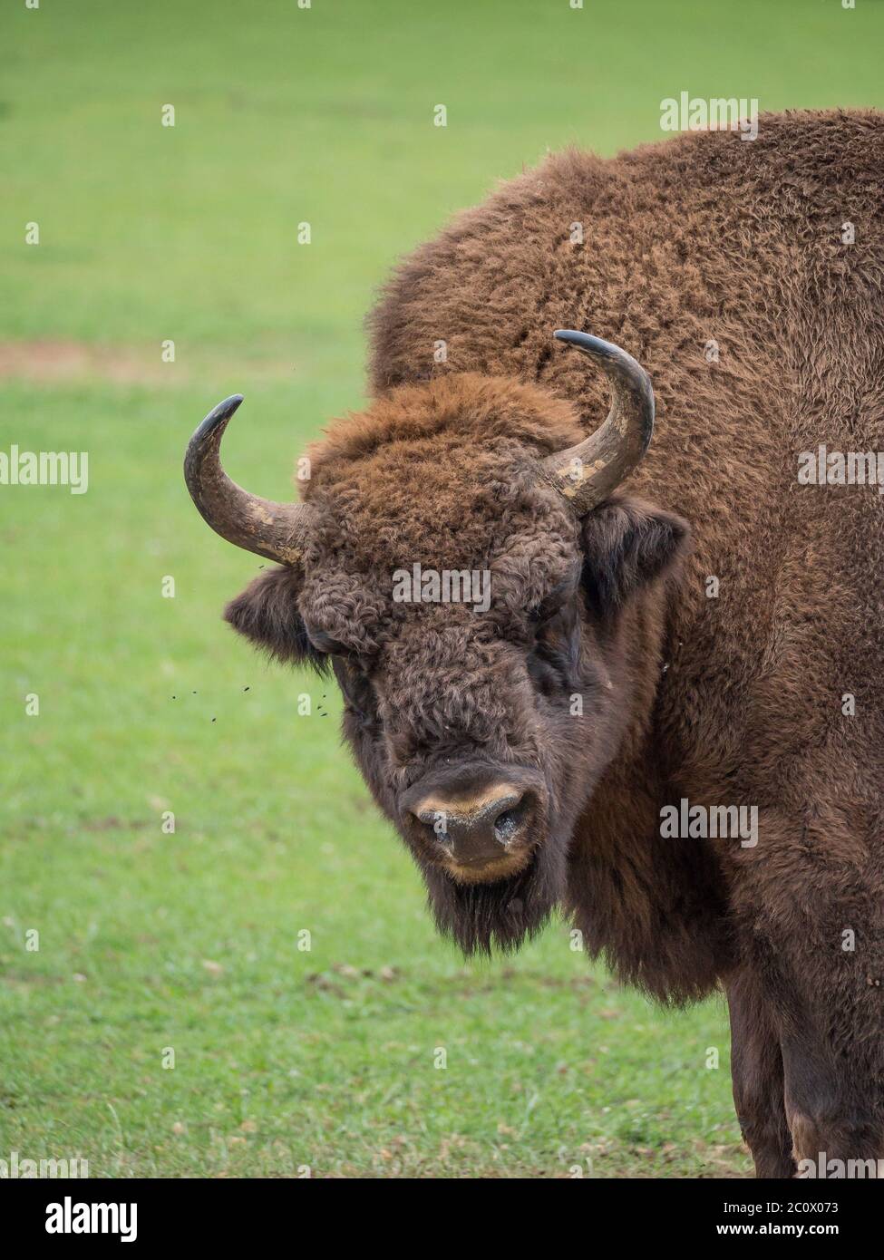 European bison portrait Stock Photo - Alamy