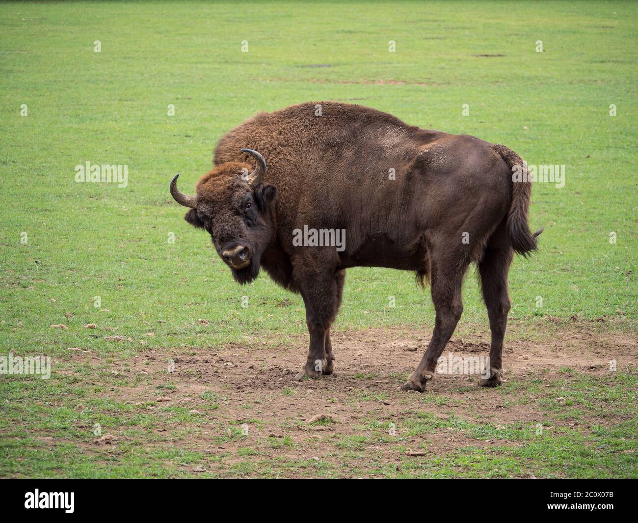 European bison portrait Stock Photo - Alamy