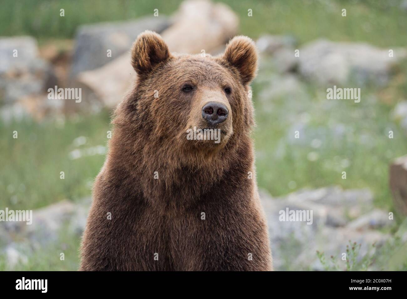 European brown bear Stock Photo - Alamy