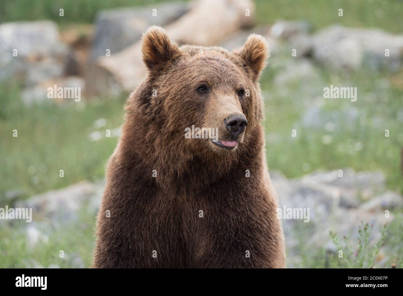 European brown bear Stock Photo - Alamy