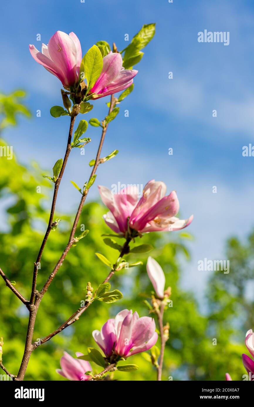 Magnolia tree in summer magnolia hi-res stock photography and images ...