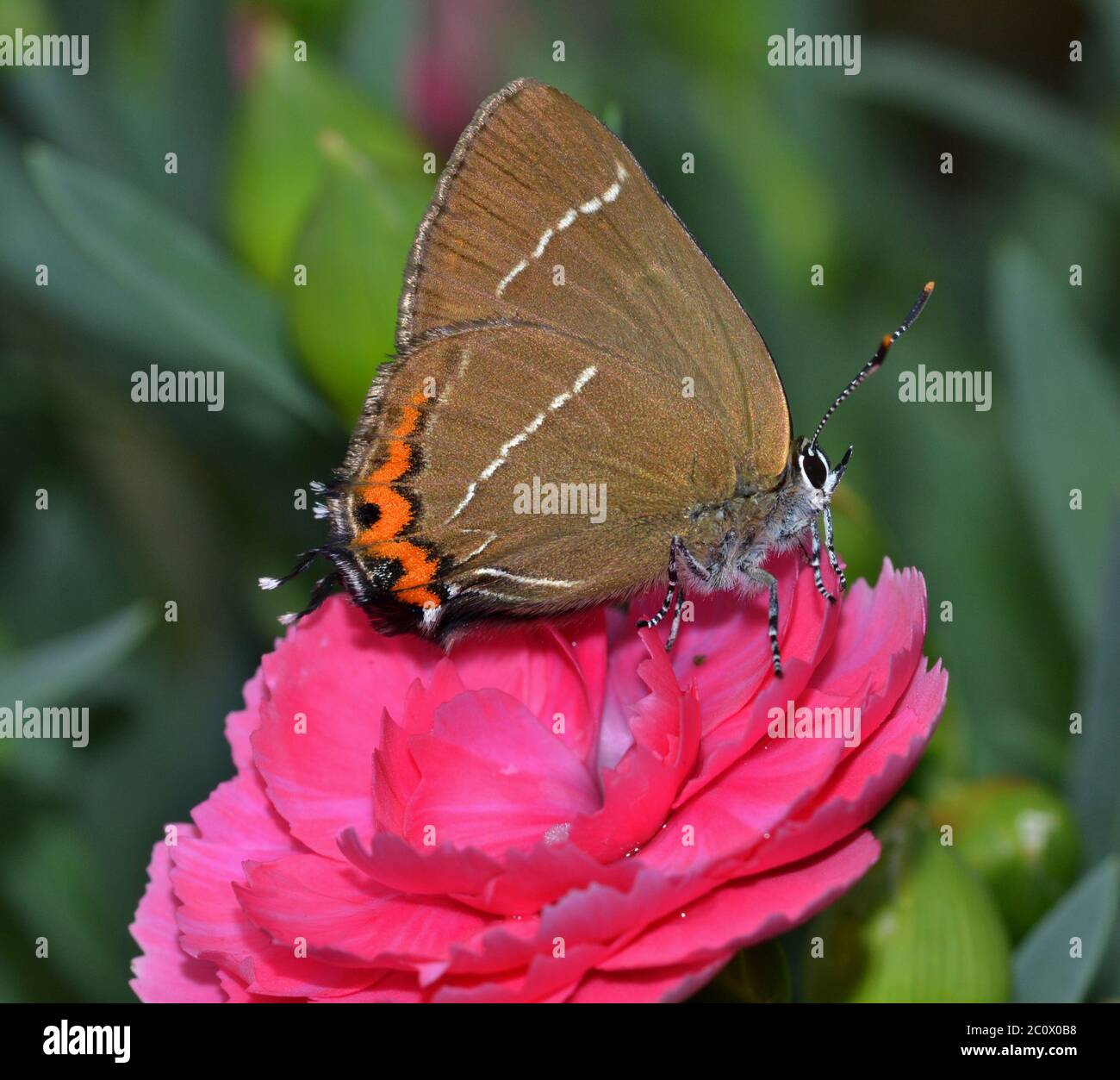 Rare insect hi-res stock photography and images - Alamy