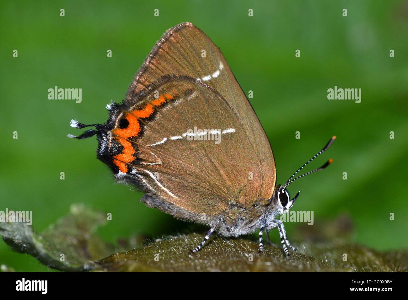 Rare insect hi-res stock photography and images - Alamy