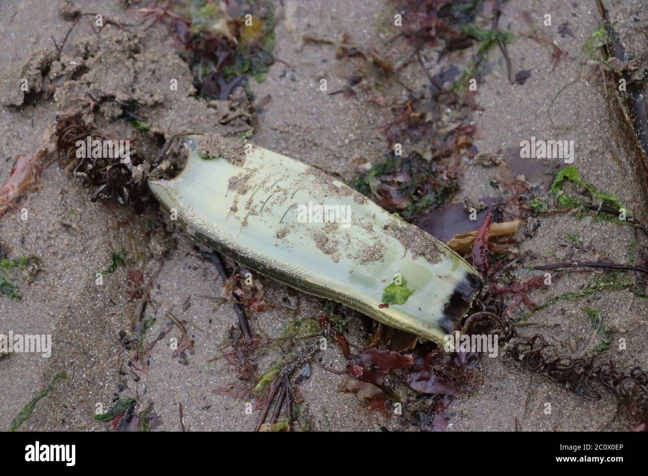 Mermaids purse sitting on beach surrounded by seaweed . High quality ...