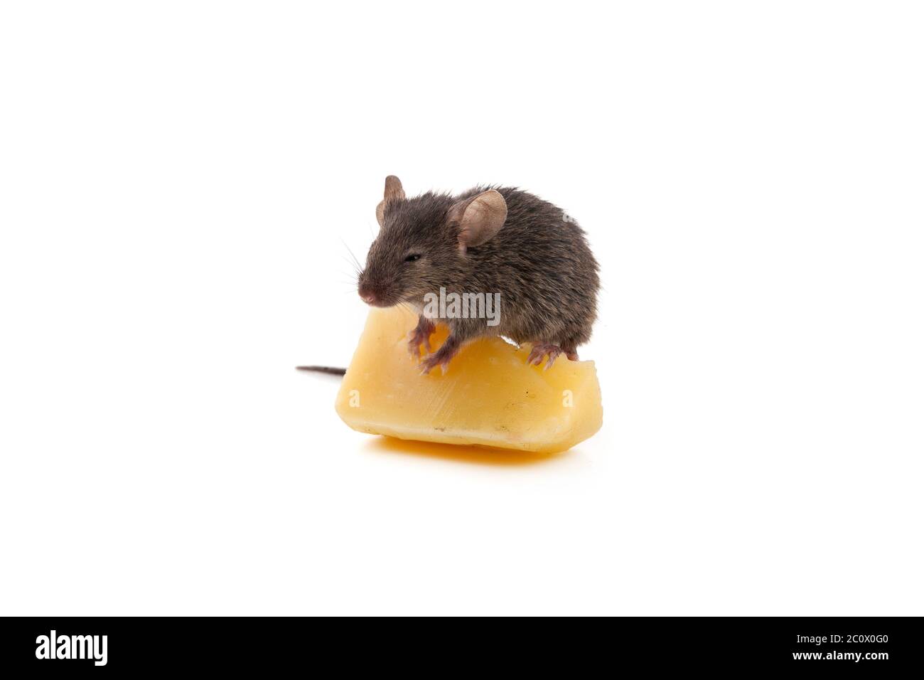 Smelling cheese Cut Out Stock Images & Pictures - Alamy