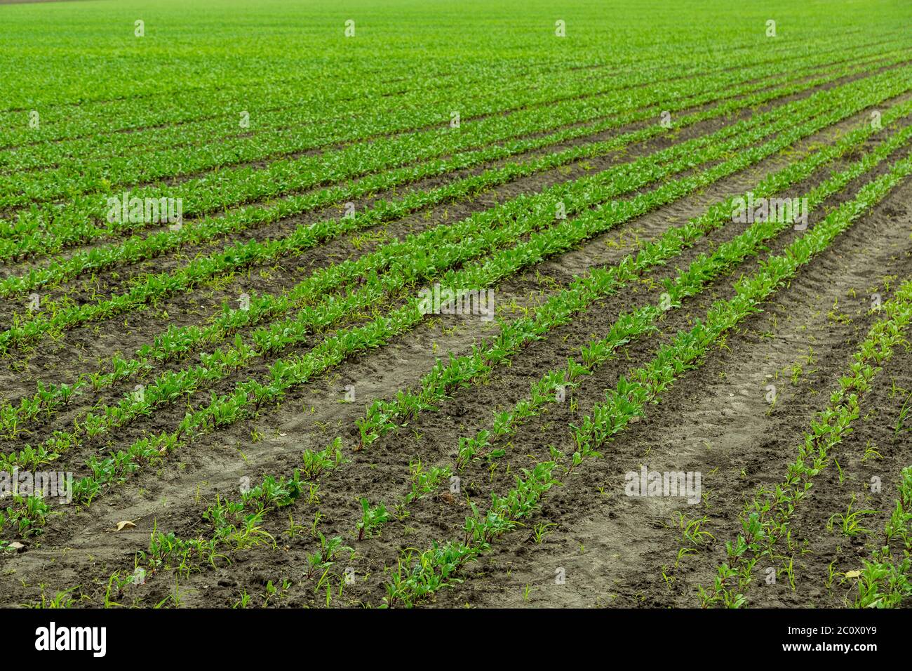 Field of red beet Stock Photo - Alamy
