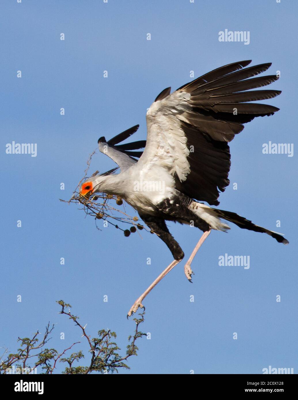 secretary bird kalahari, kgalagadi Stock Photo - Alamy
