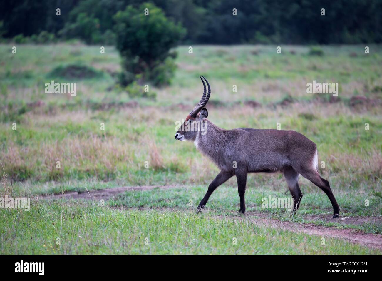Male defassa waterbuck walking hi-res stock photography and images - Alamy