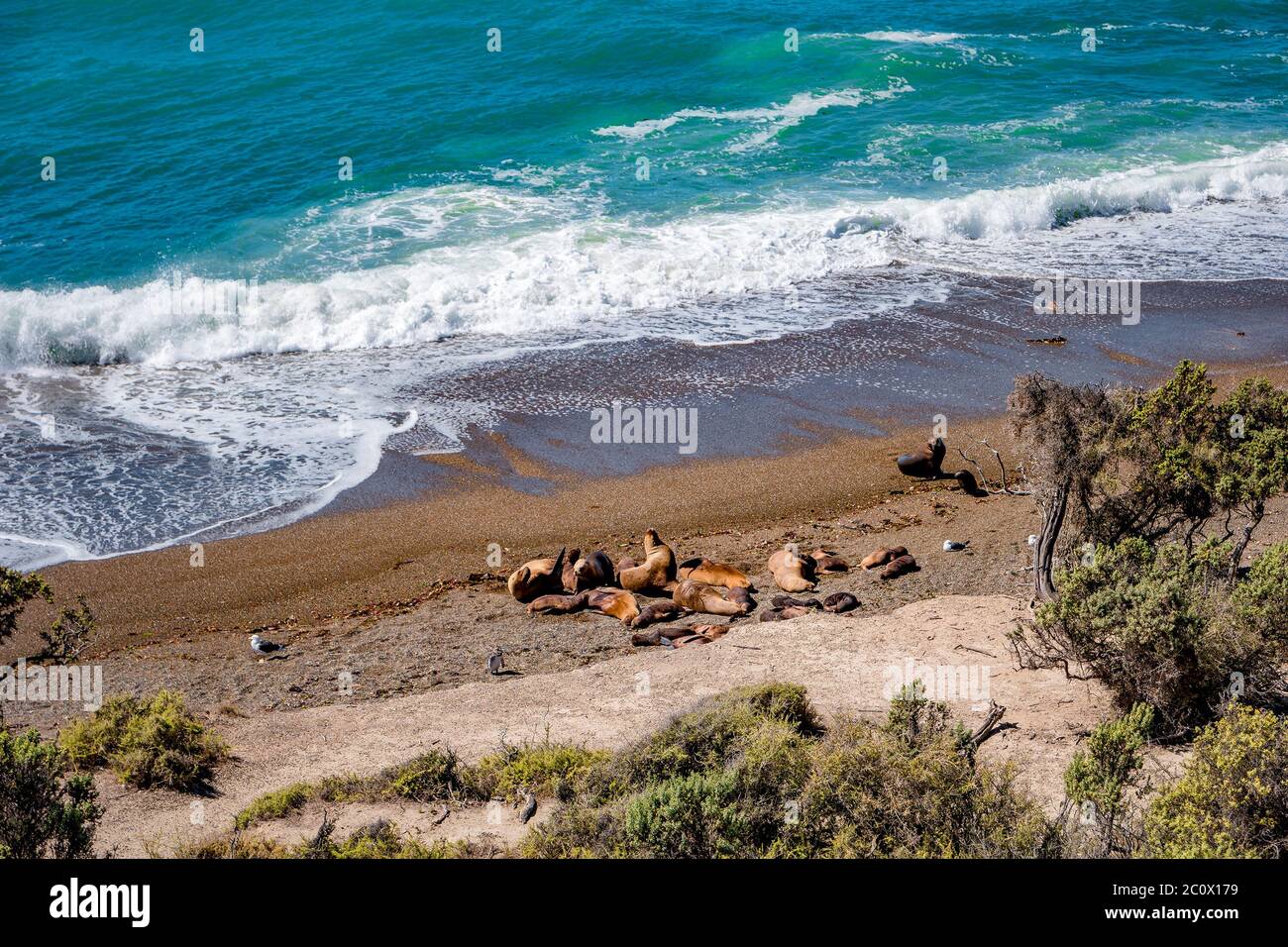Beautiful Atlantic Ocean coastline in peninsula Valdes Patagonia with ...