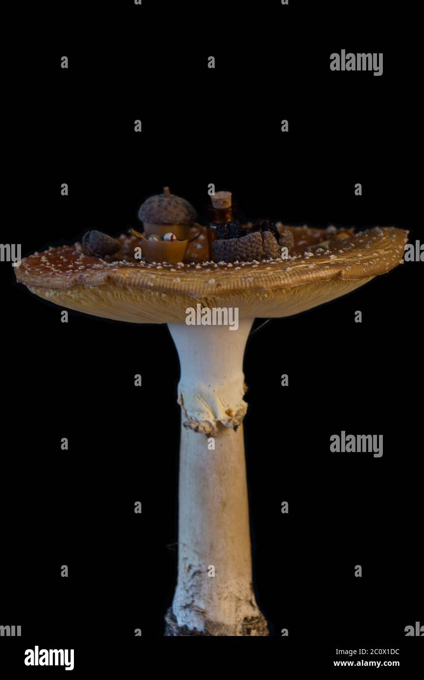 Fly agaric (Amanita muscaria) table with miniature tea set on black ...