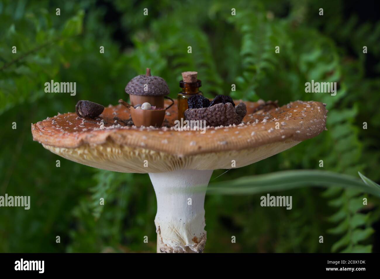 Fly agaric (Amanita muscaria) tea time table in vegetation Stock Photo ...