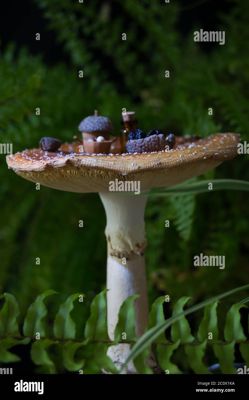 Fly agaric (Amanita muscaria) tea time table in vegetation Stock Photo ...