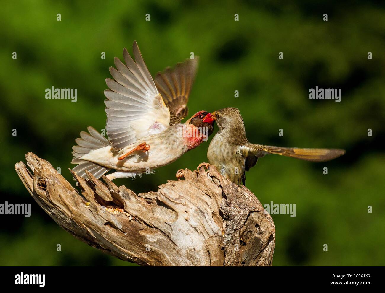 garden bird interaction Stock Photo - Alamy