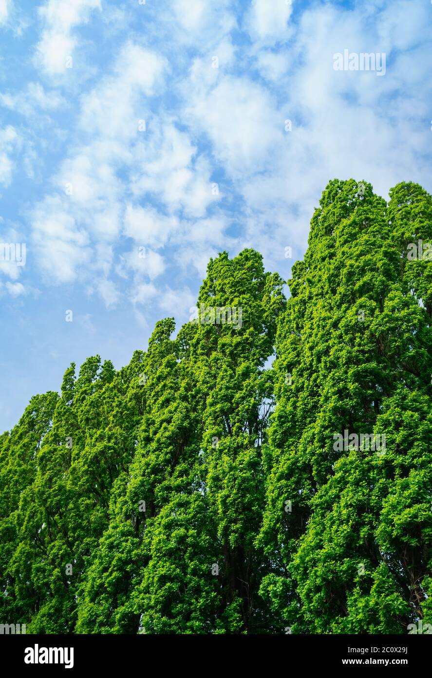 Green forest oak trees in hi-res stock photography and images - Alamy