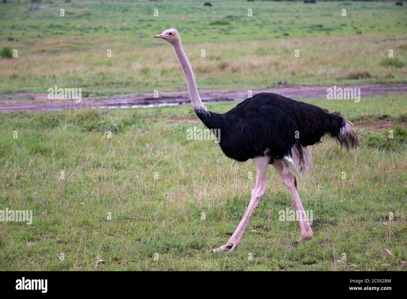 One male Ostrich bird runs through the grass landscape from the ...