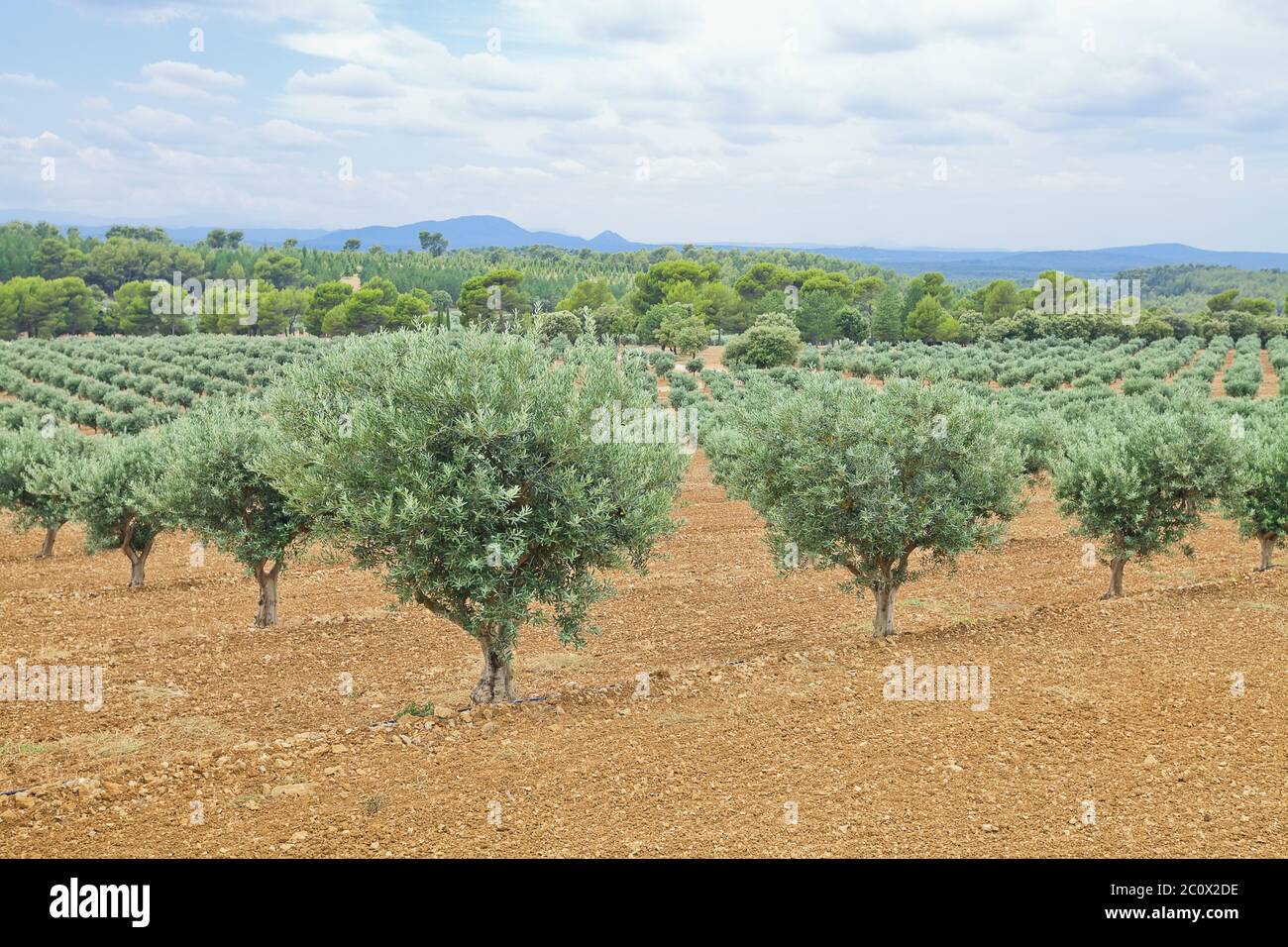 Traditional plantation of olive trees. Provence, France Stock Photo - Alamy