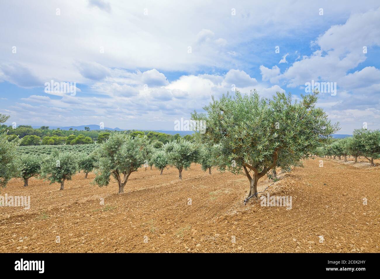 Traditional plantation of olive trees. Provence, France Stock Photo - Alamy