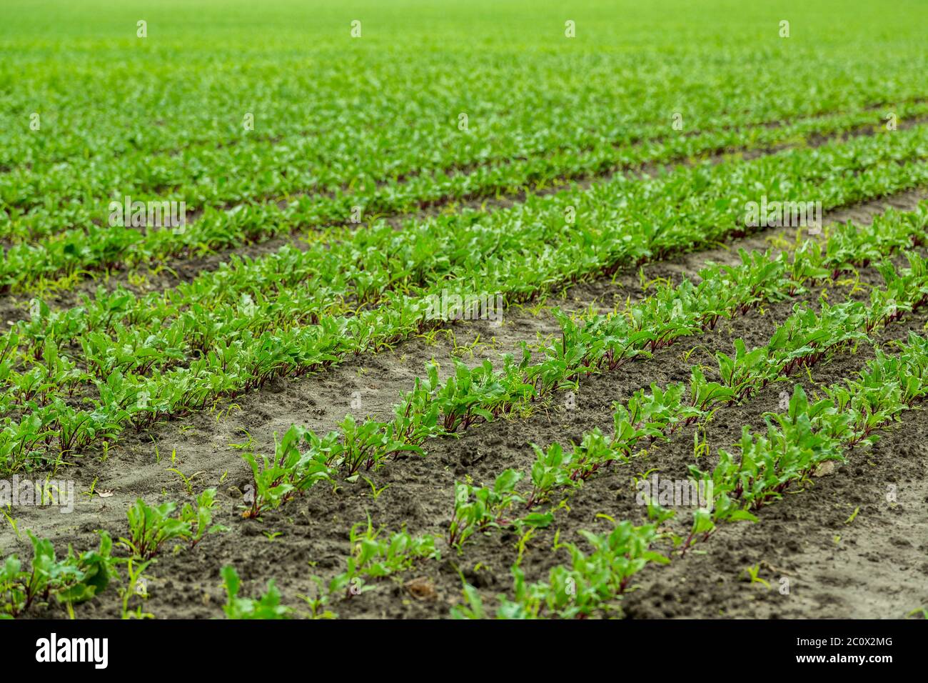 Field of red beet Stock Photo - Alamy
