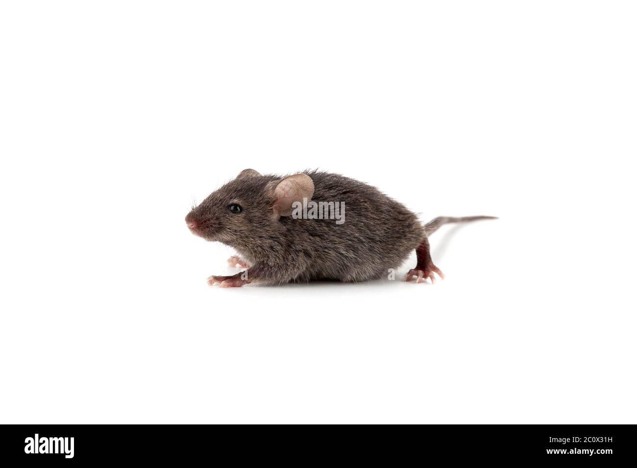 Mouse smell Cut Out Stock Images & Pictures - Alamy